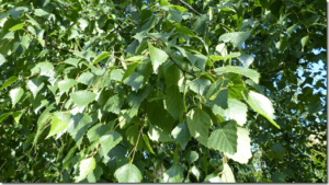 Silver Birch Dropping Leaves Early - Diary Of An ADI